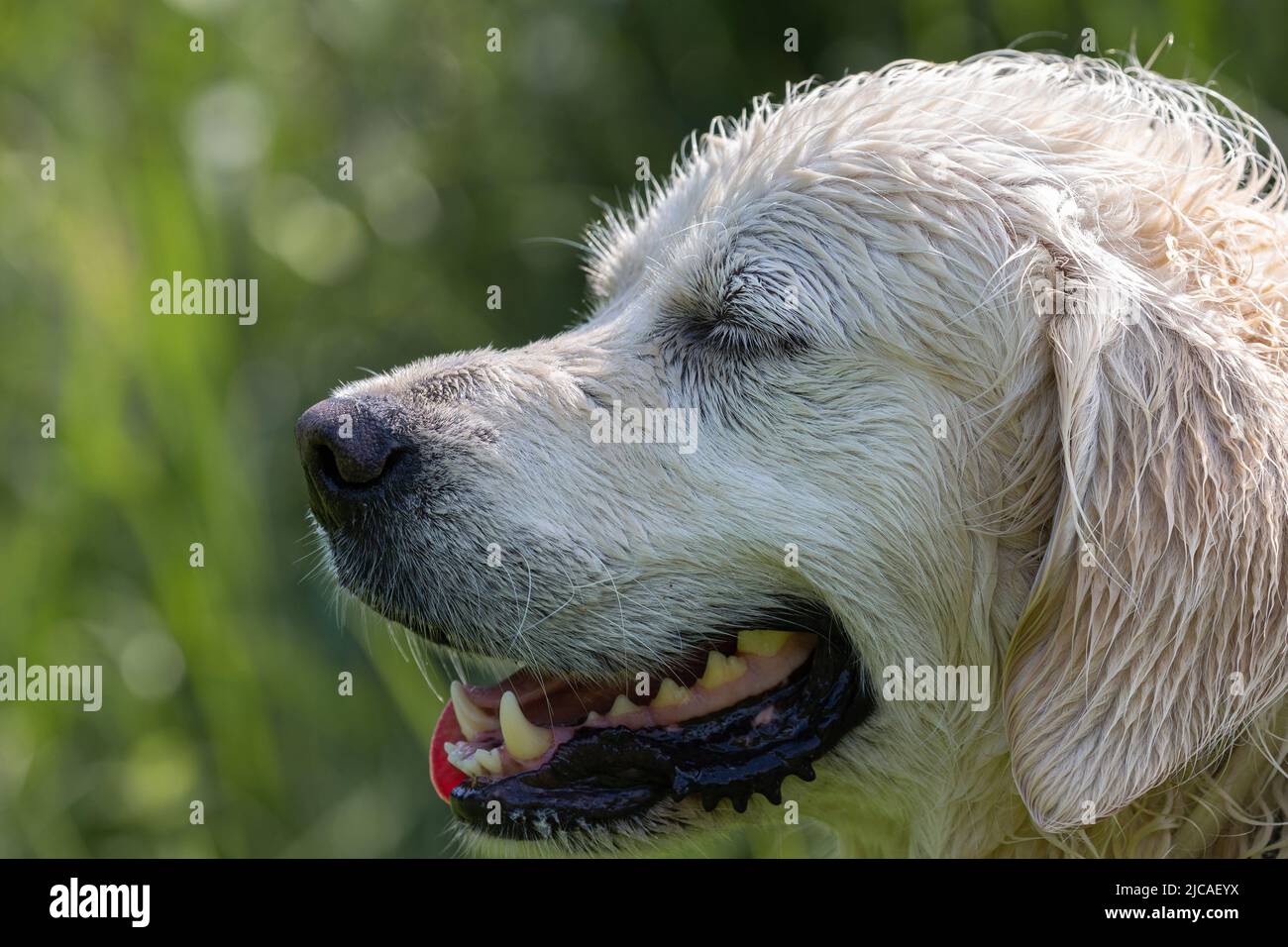 Wet Labrador retriever head closeup with closed eyes Stock Photo - Alamy