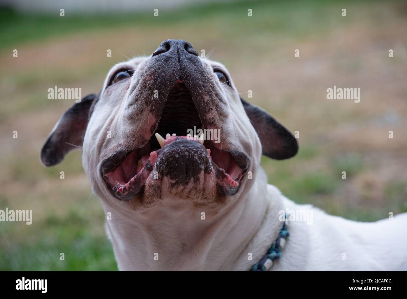 White bulldog looking up, showing mouth and teeth Stock Photo - Alamy