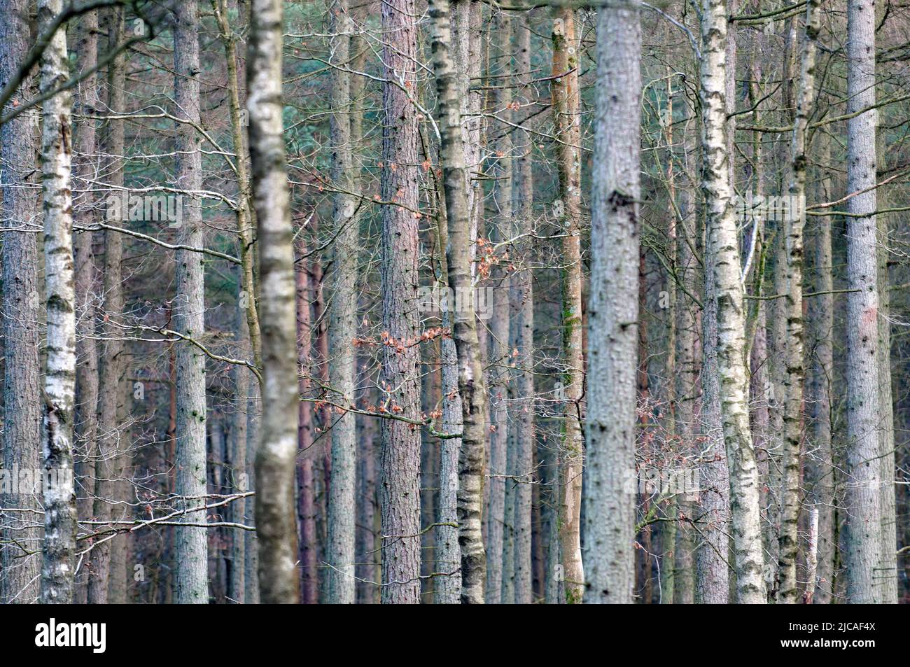 Dense Birch and Conifer woodland in the English Lake District Stock ...