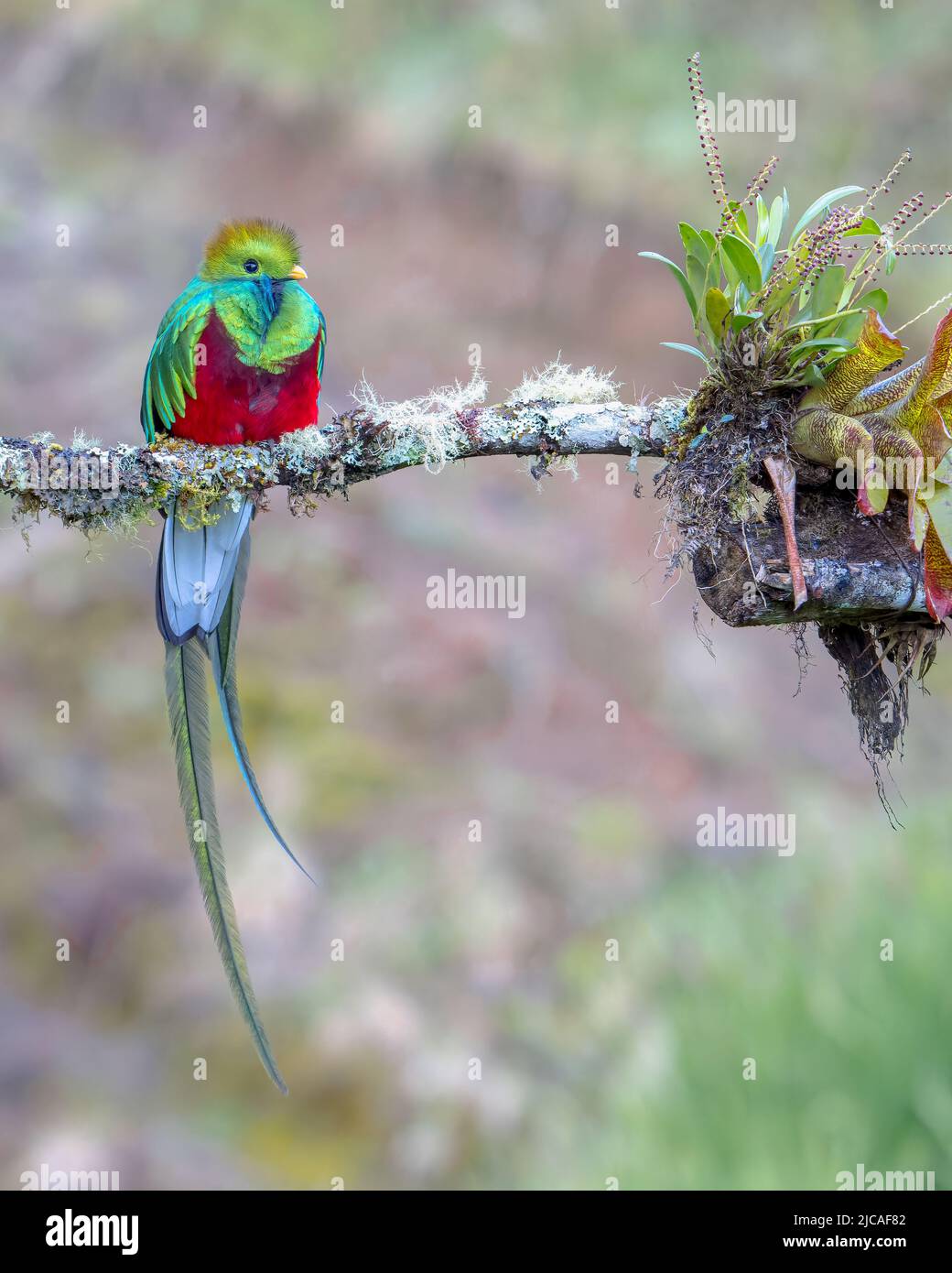 Resplendent Quetzal in Costa Rican Cloud Forest Stock Photo - Alamy