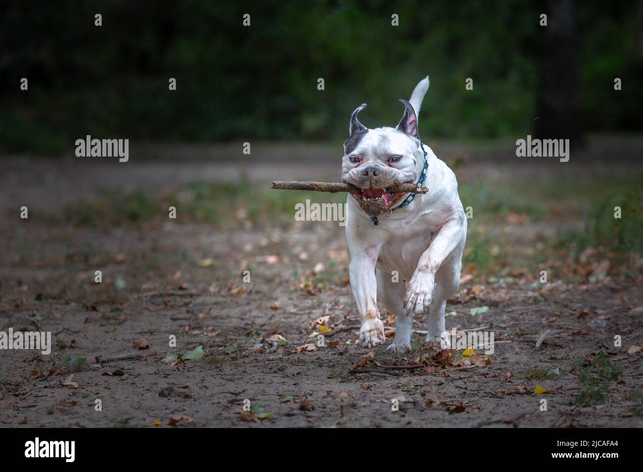 Dog running stick in park hi-res stock photography and images - Alamy