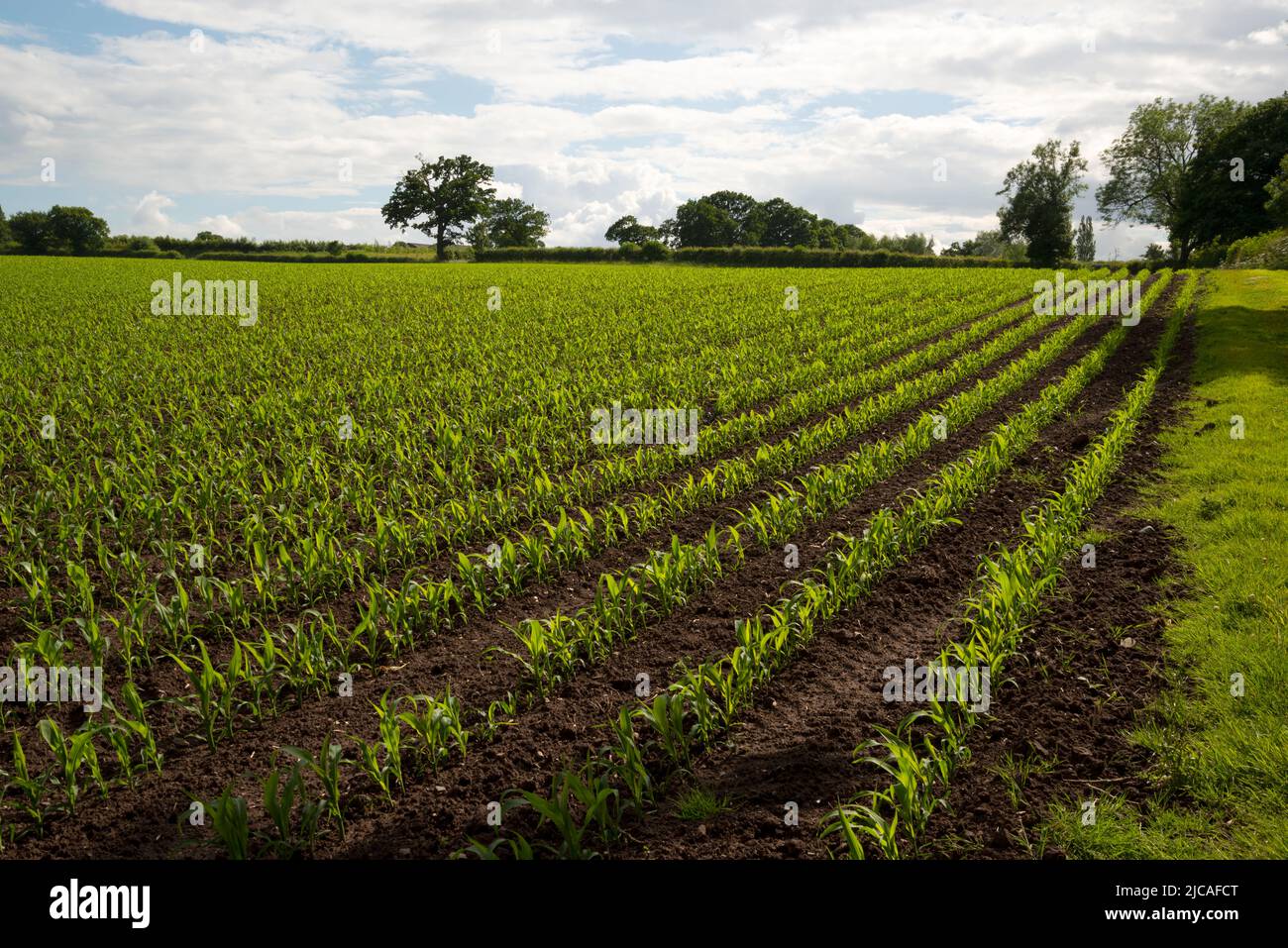 Field recently planted crops hi-res stock photography and images - Alamy