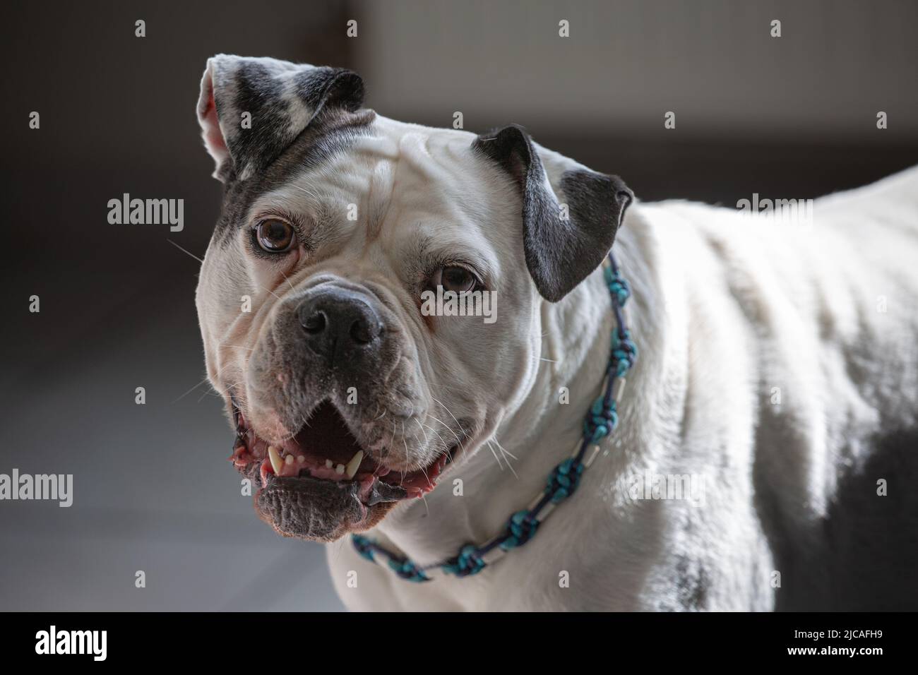 White bulldog with open mouth looking Stock Photo - Alamy