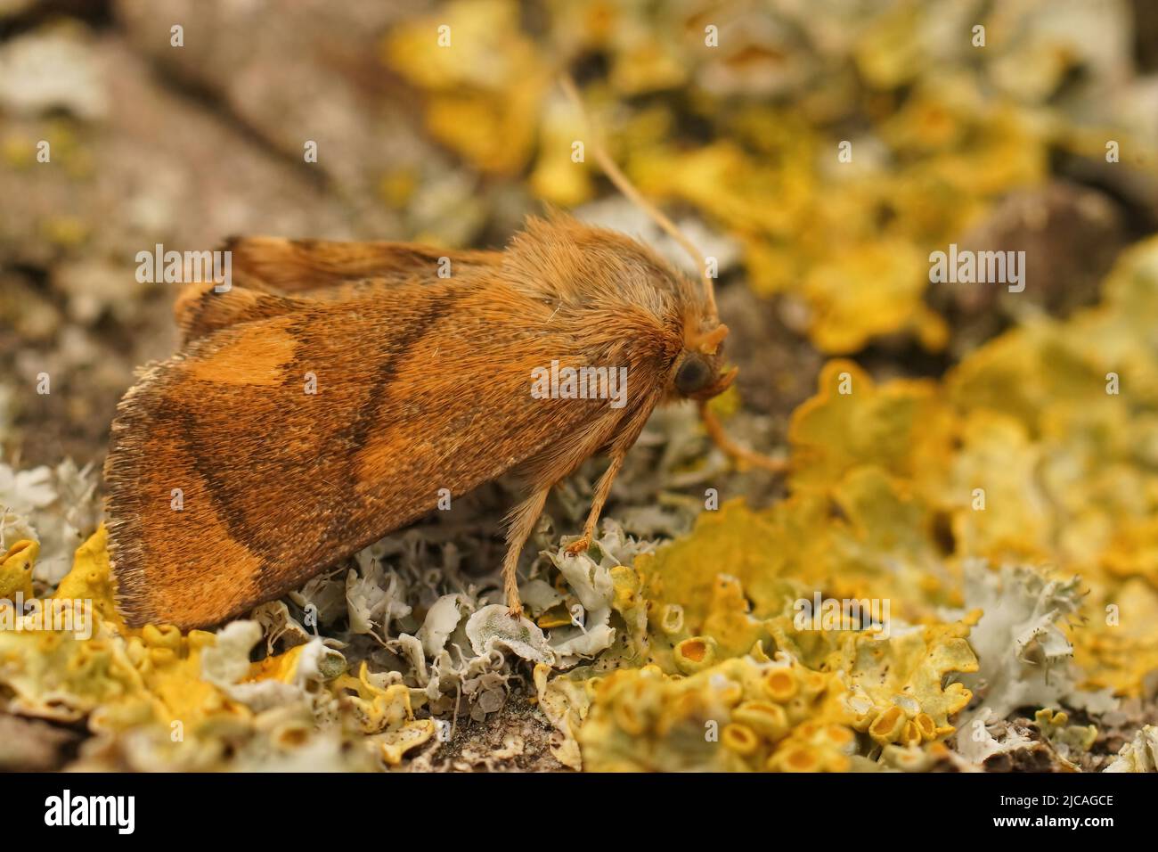 Closeup on the fresh colorful and small the festoon moth, Apoda ...