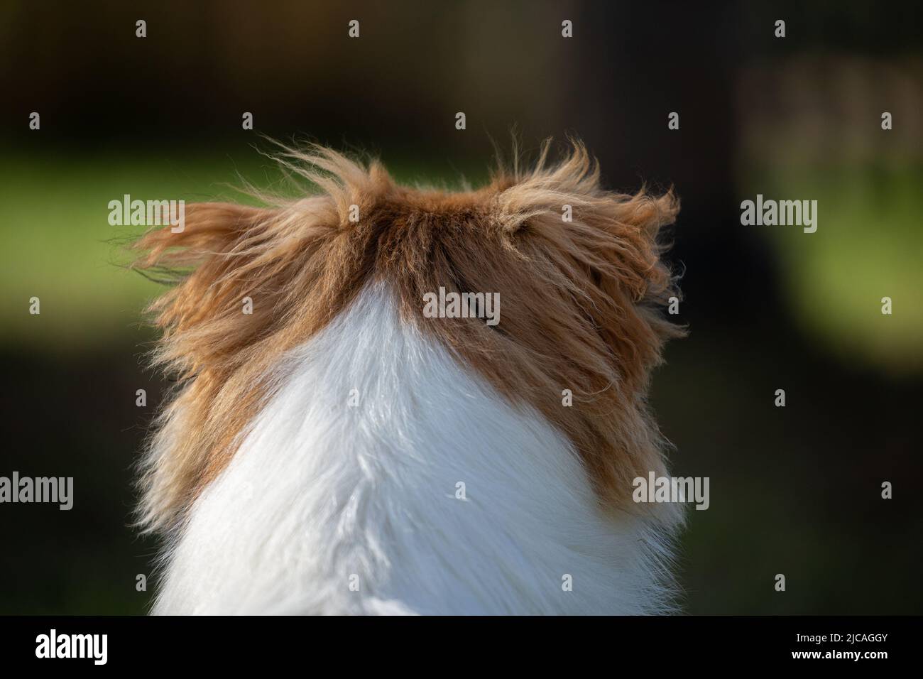 Dog look back hi-res stock photography and images - Alamy