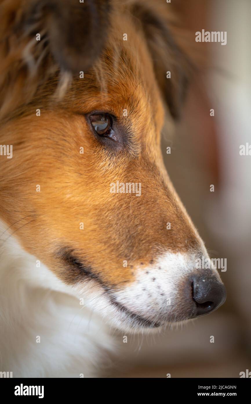 Cute sheltie dog puppy staring. side head shot Stock Photo - Alamy