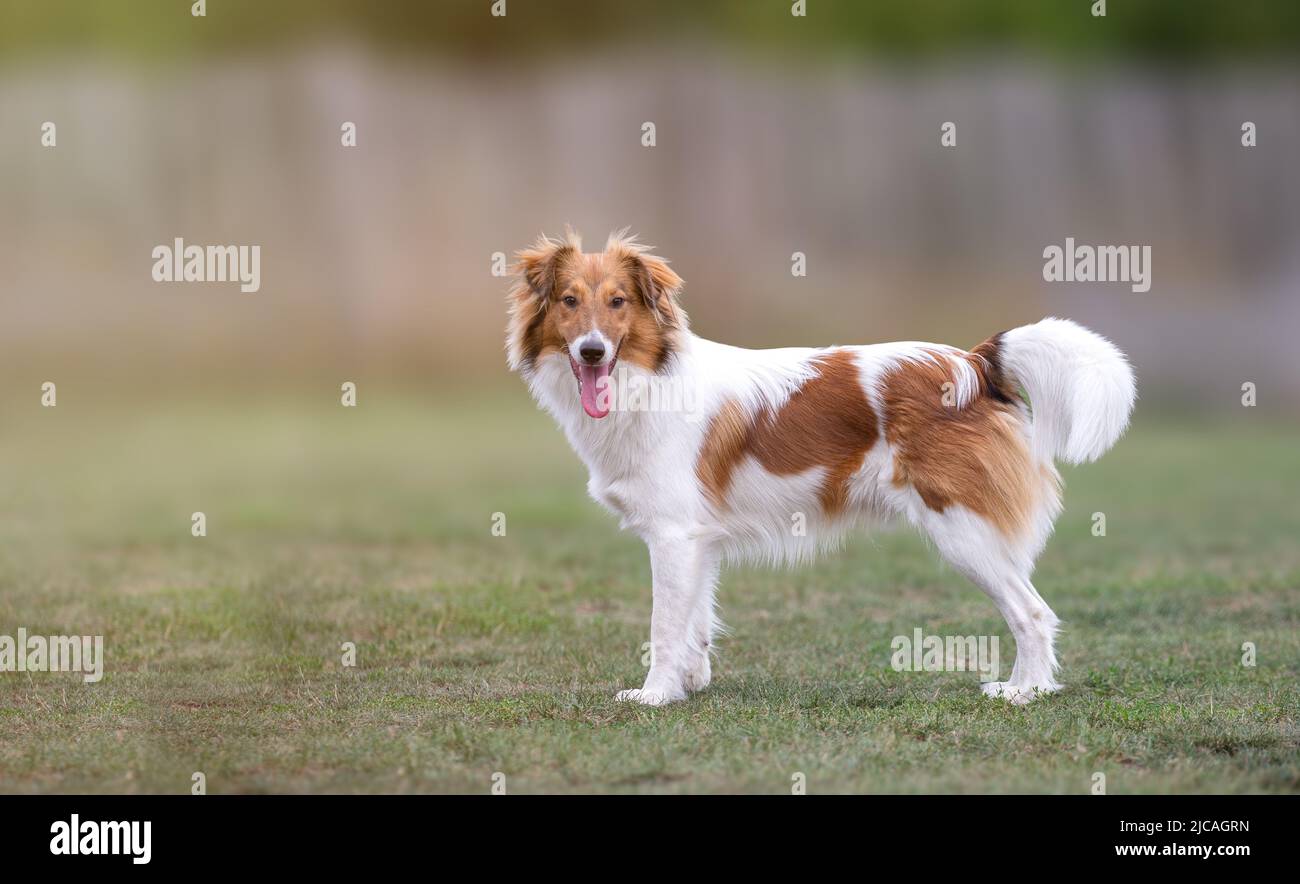 Lassie dog hi-res stock photography and images - Alamy