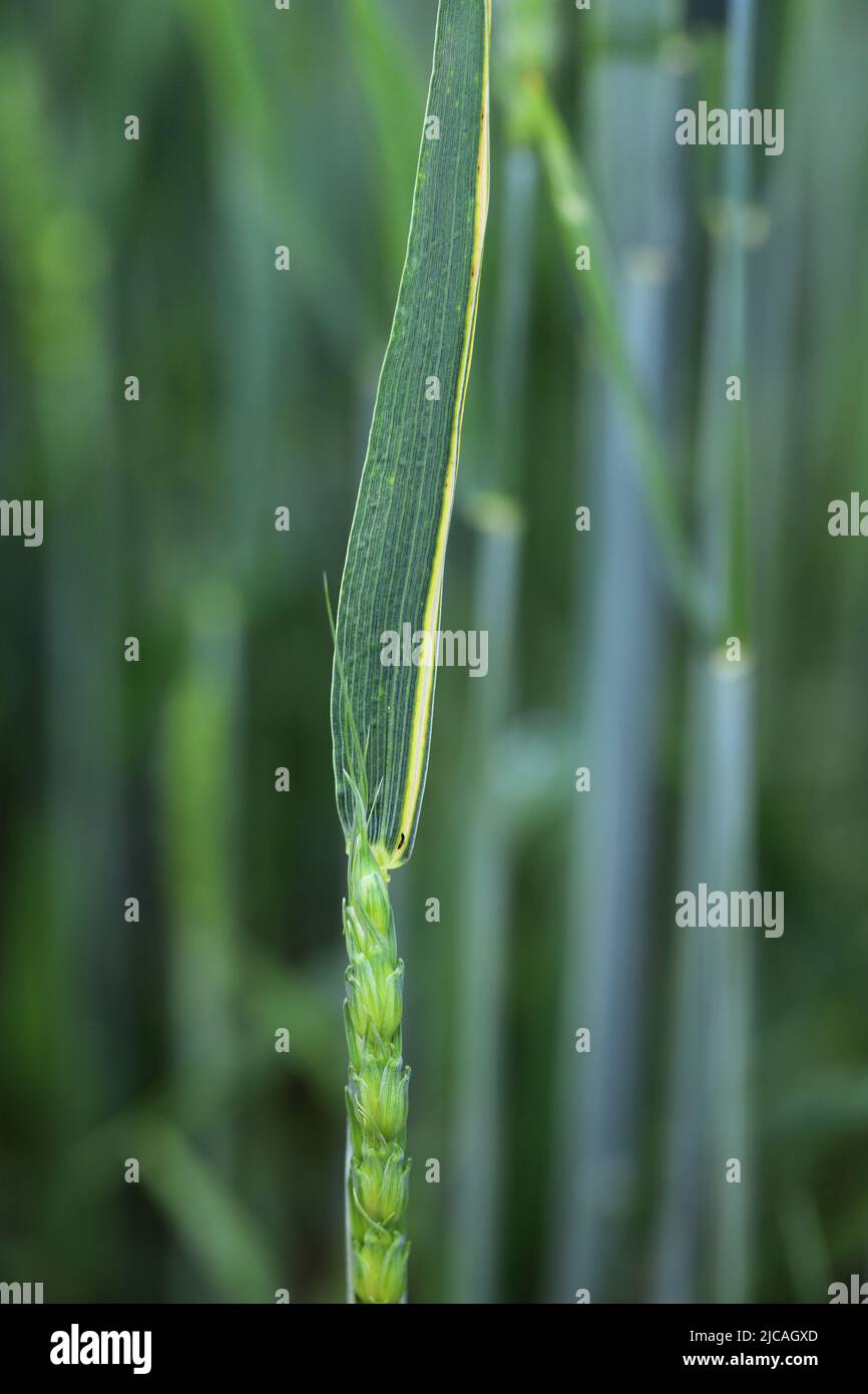 Discolored leaves of spring wheat caused by nutrient deficiencies or ...