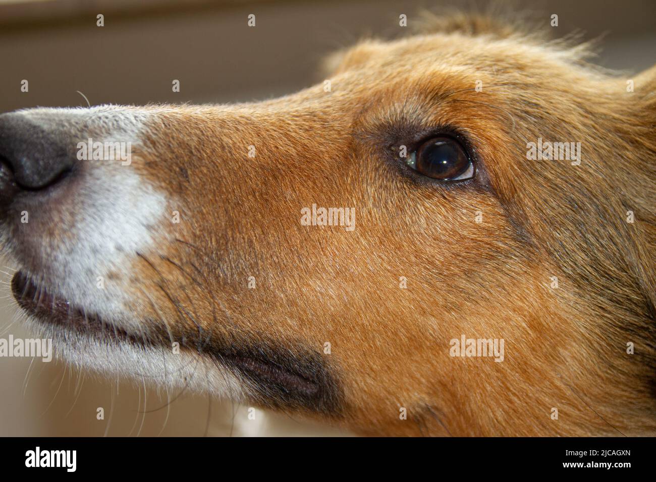 Sheltie looking up with cute eyes Stock Photo - Alamy