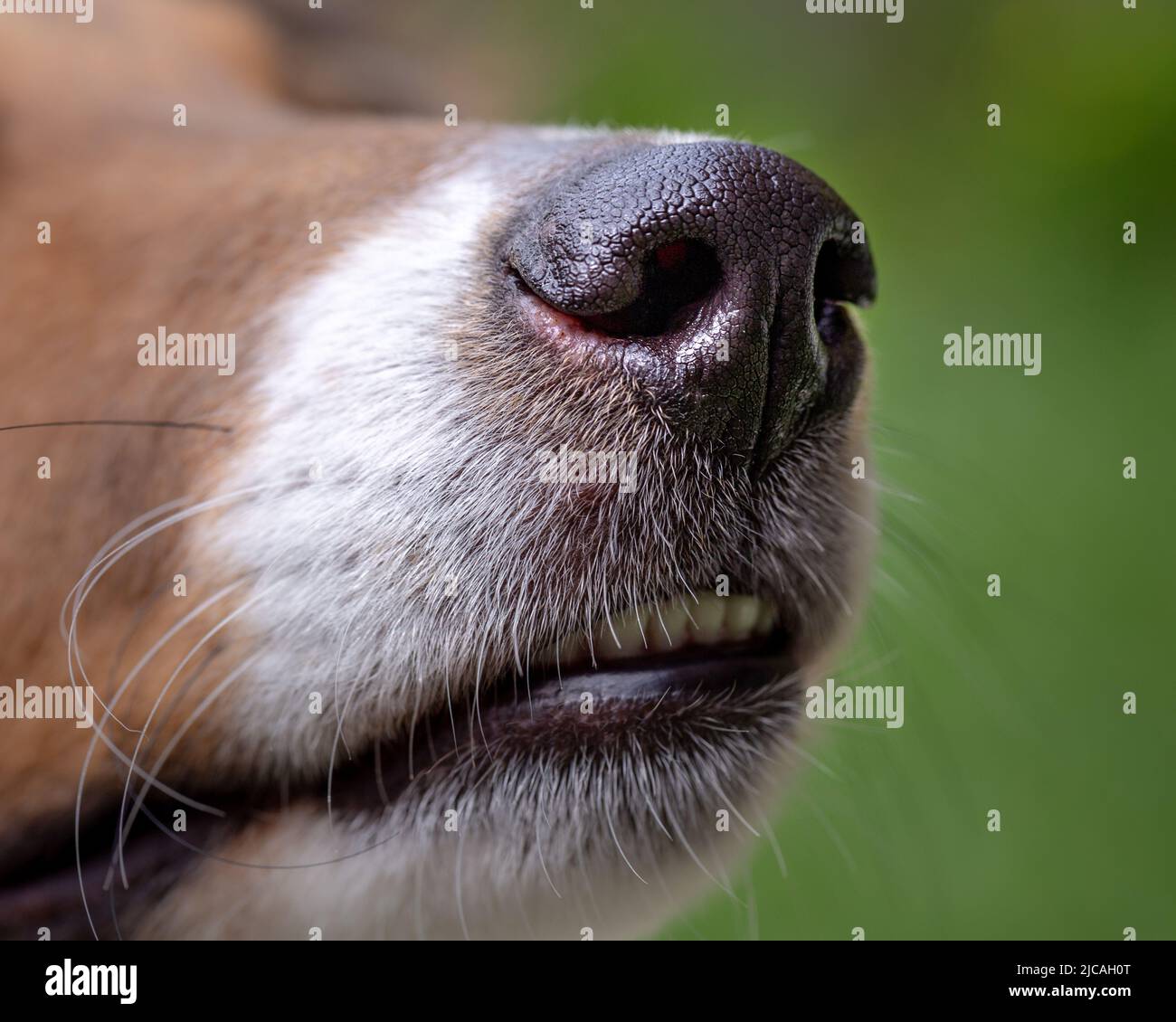 Sheltie dog closeup of nose and bottom teeth Stock Photo - Alamy