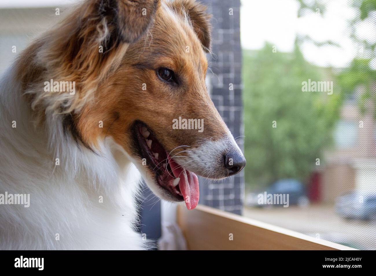 Sheltie dog looking through the window Stock Photo - Alamy
