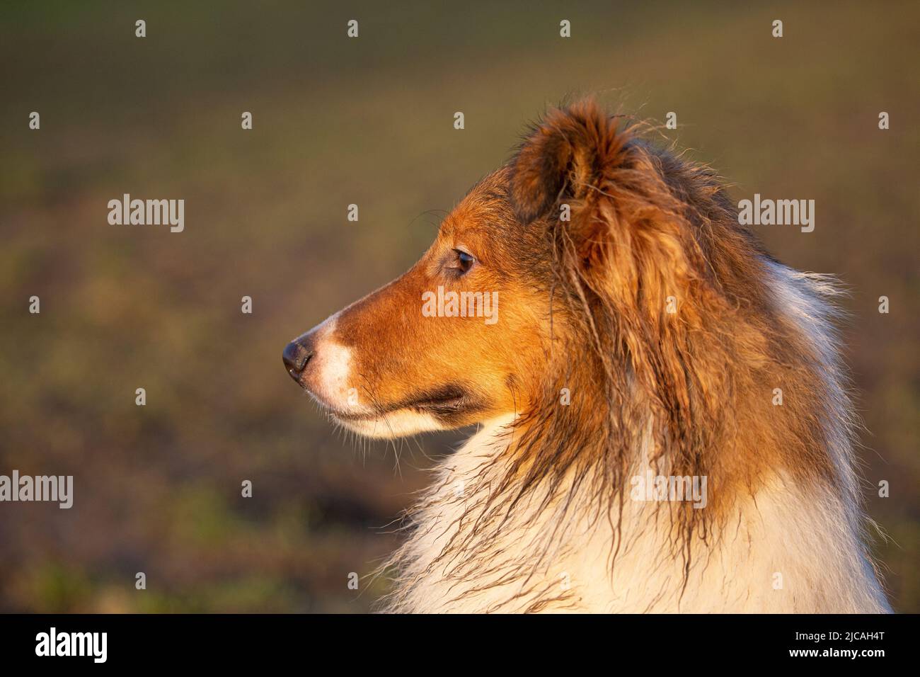 Beautiful lovely cute adorable hi-res stock photography and images - Alamy