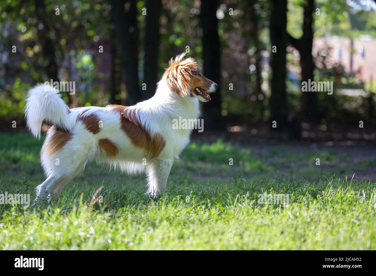 Side view of Sheltie dog looking away and standing on green grass Stock ...