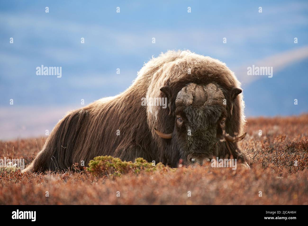 A musk ox laying down in the heather Stock Photo - Alamy