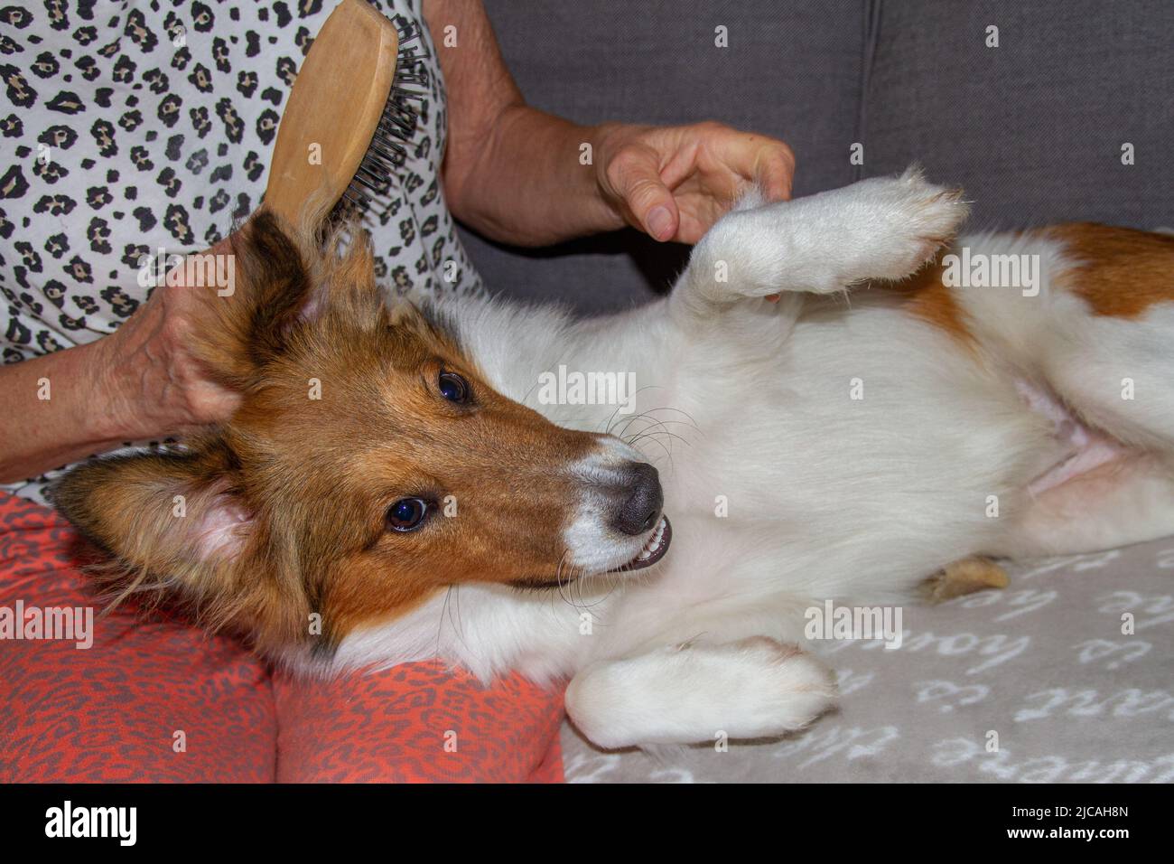 Woman brushing sheltie puppy dog on couch Stock Photo - Alamy