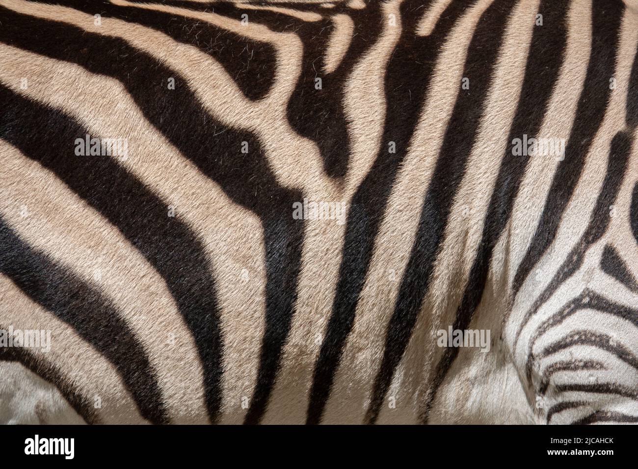 Zebra skin texture hi-res stock photography and images - Alamy