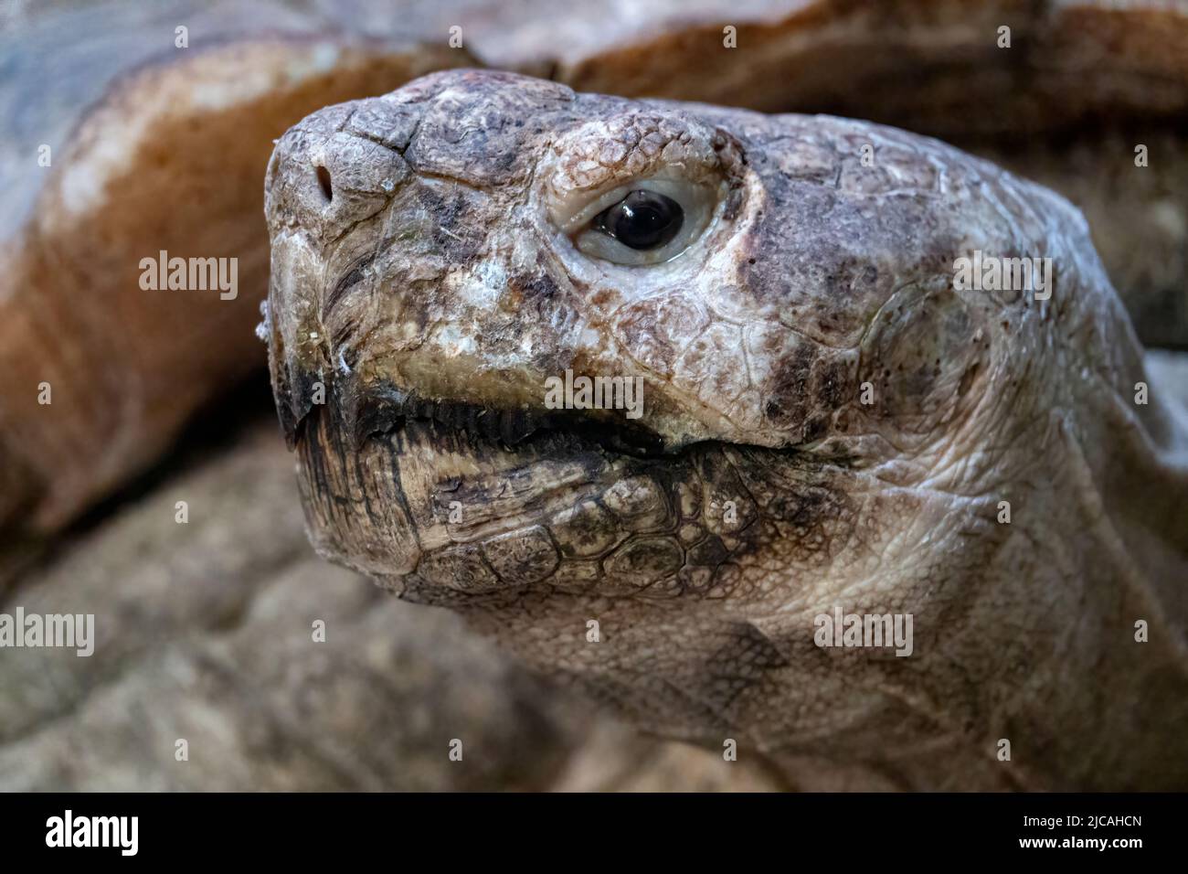 Spooky head of old big turtle. Wildlife photo Stock Photo - Alamy