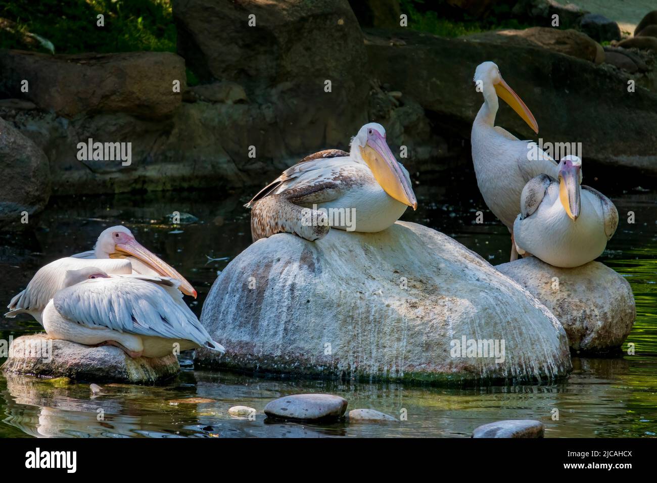 Funny pelican family in the pond. Wildlife safari Stock Photo - Alamy