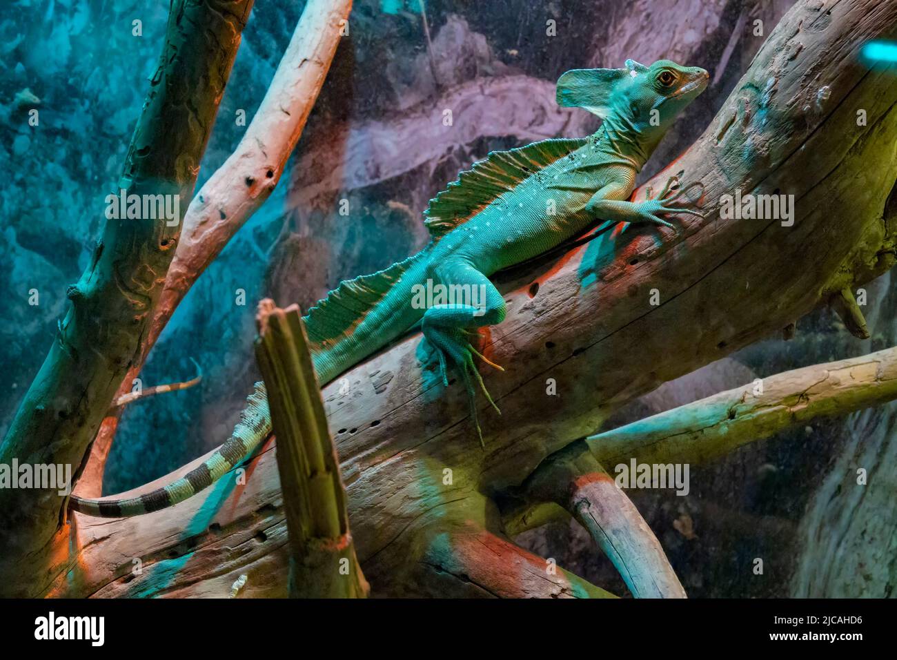 Big green iguana lizard in the terrarium Stock Photo - Alamy
