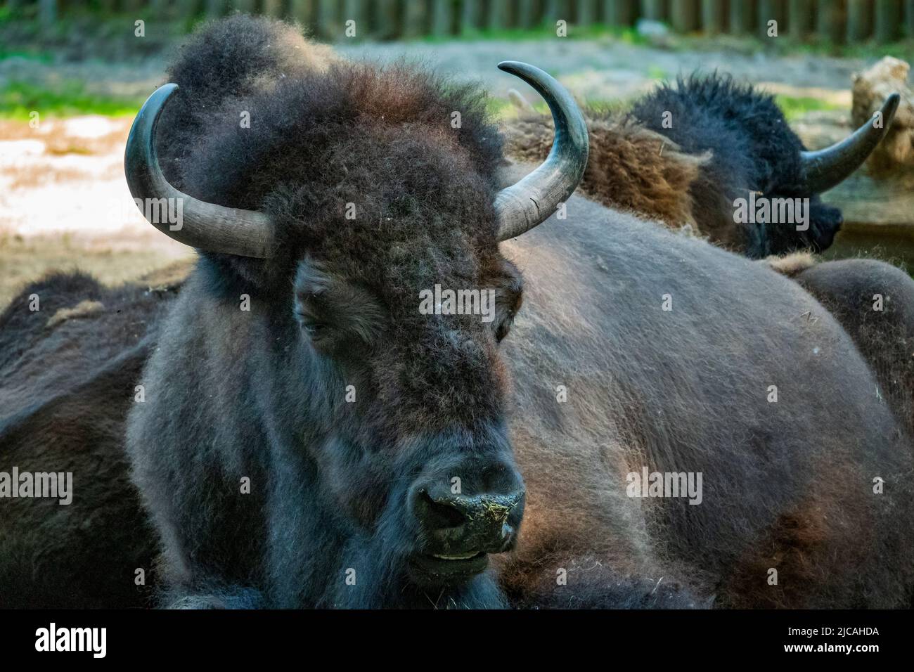 Big bison laying on the pasture. Wildlife safary. Day in the zoo Stock ...
