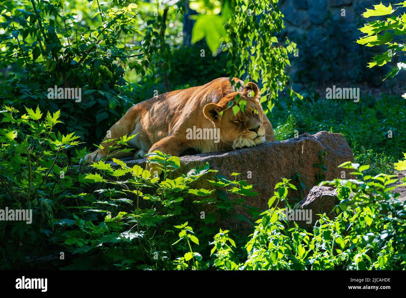 Cute sleeping lioness. Female lion laying on the stone in a sunny day ...