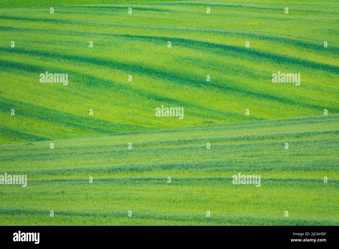 Wheat field waves background. Green wheat field Stock Photo - Alamy