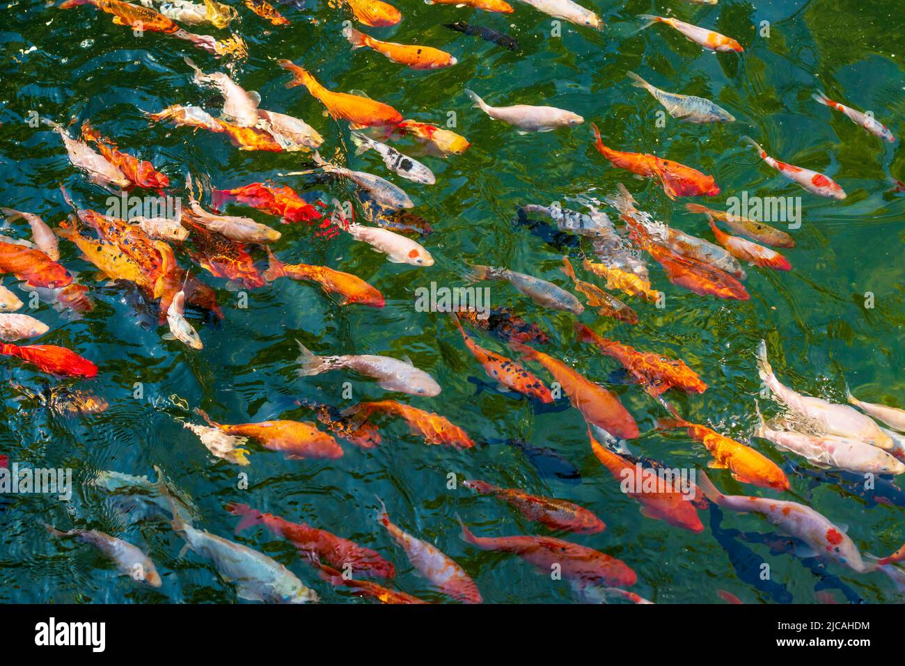 Pond with lots of colorful koi fish. Decorative carp or fancy carp ...