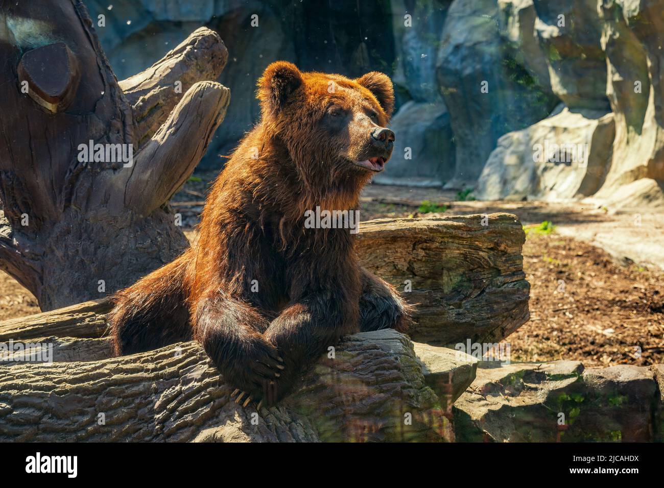 Big brown bear on the stomp relaxing on the sun. Dangerous wild animal ...