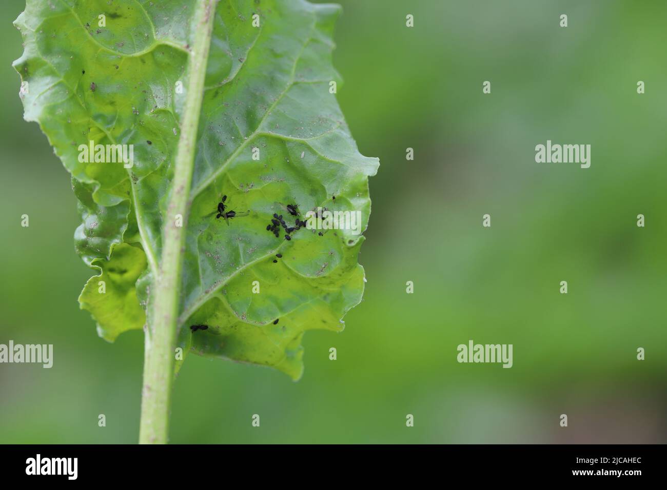 The black bean aphid (Aphis fabae) on young sugar beet plants. It is a ...