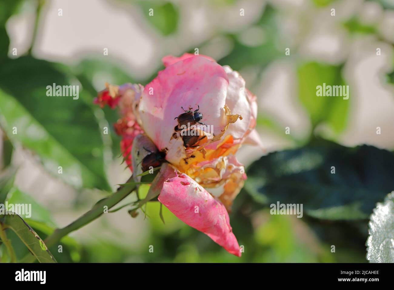 A rose flower destroyed by Garden Chafer beetles (Phyllopertha ...
