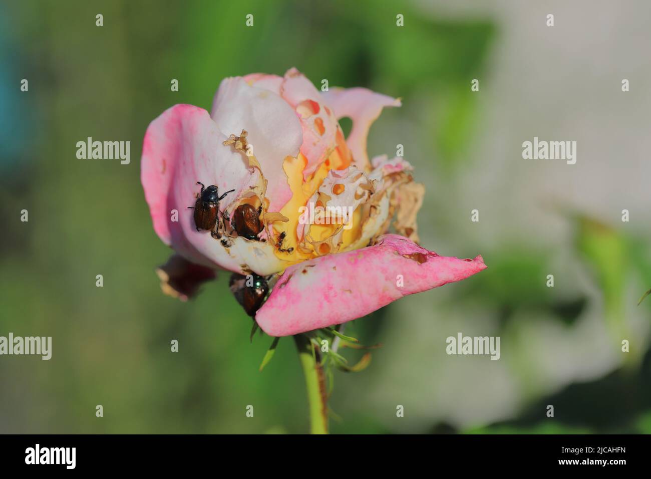 A rose flower destroyed by Garden Chafer beetles (Phyllopertha ...