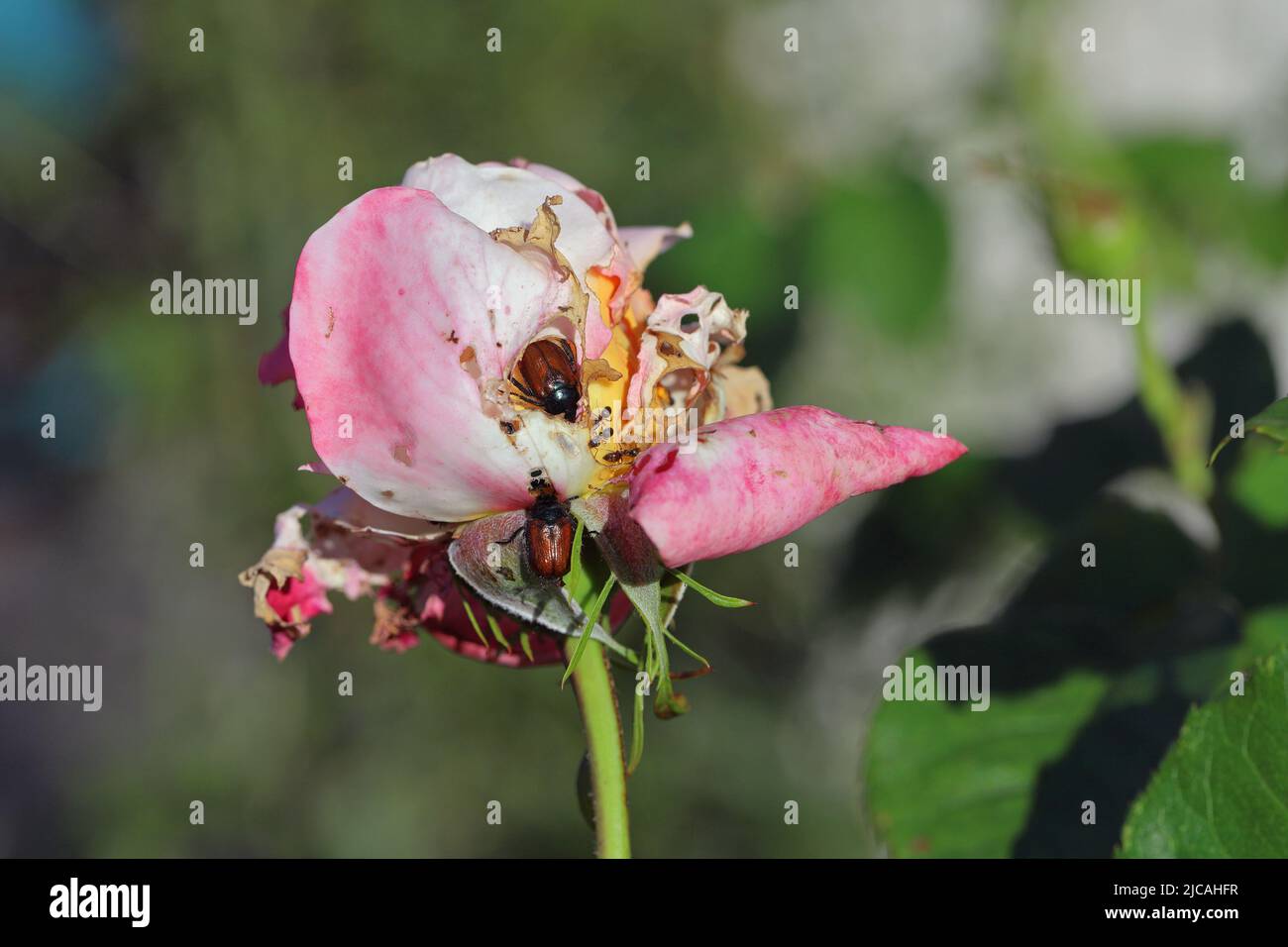 Rose chafer beetles hi-res stock photography and images - Alamy