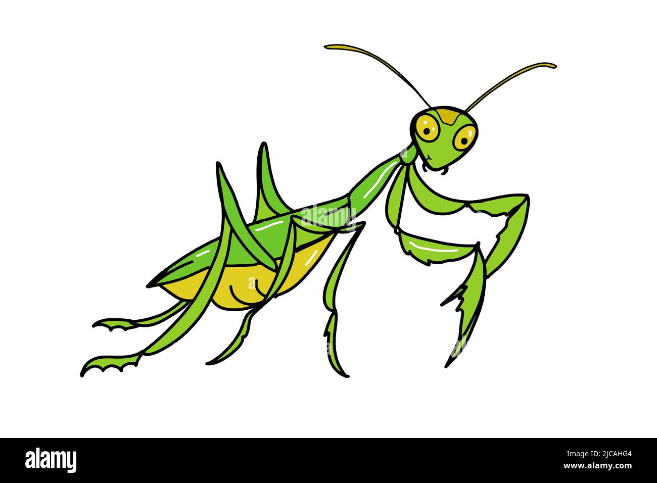 cute, cartoon mascot, mantis illustration drawing,isolated Stock Photo ...