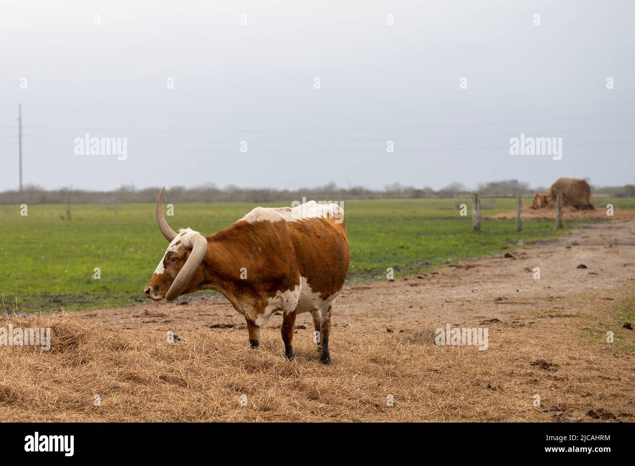 Longhorn beef cattle hi-res stock photography and images - Alamy