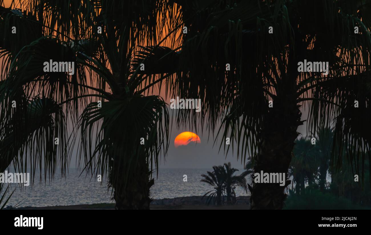 Early morning, sunrise among the palm trees of a tropical island Stock ...