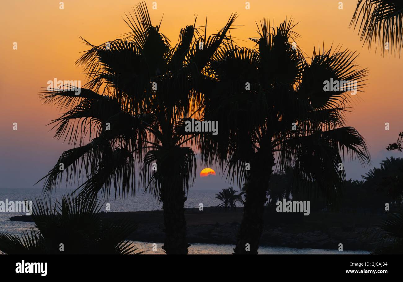 Early morning, sunrise among the palm trees of a tropical island Stock ...