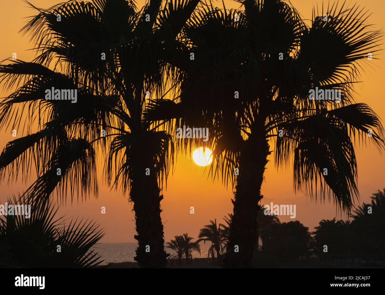 Early morning, sunrise among the palm trees of a tropical island Stock ...