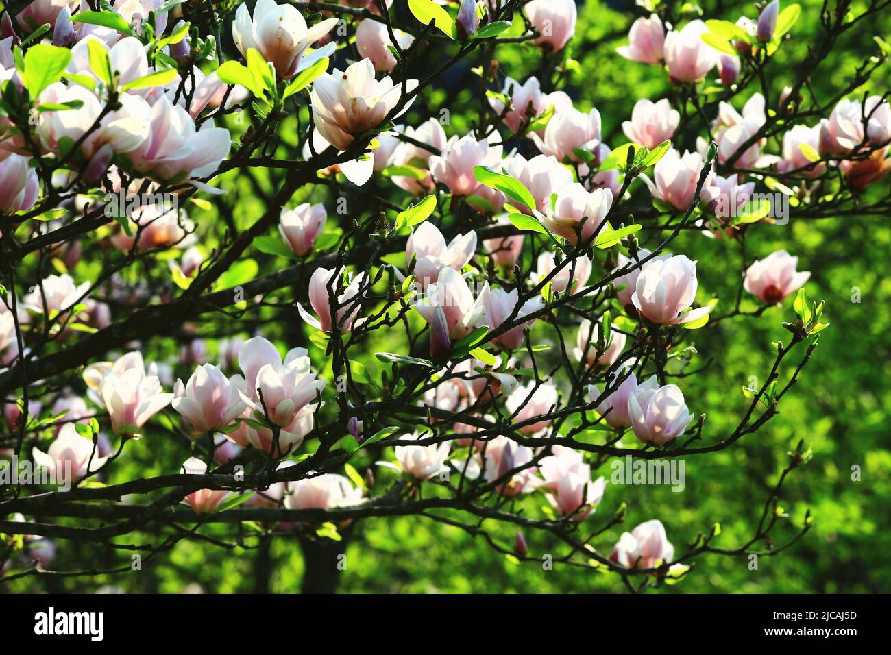beautiful Lotus-flowered Magnolia(Southern Magnolia,Loblolly Magnolia ...