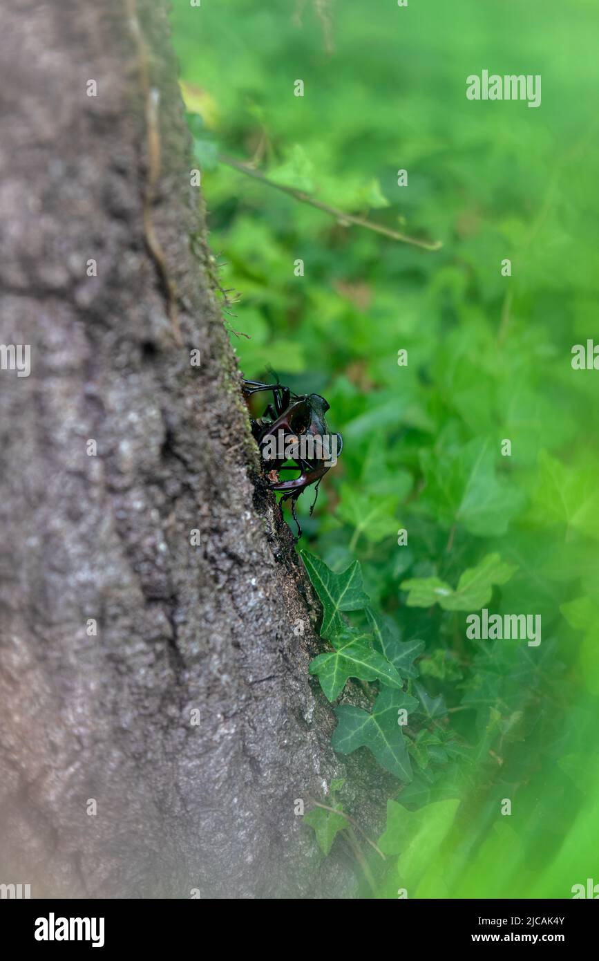 abstract image of a poisoned oak tree with flying deer Lucanus cervus ...