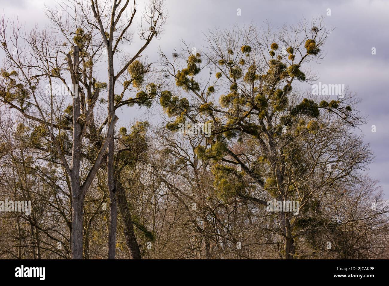 Parasite of a tree hi-res stock photography and images - Alamy