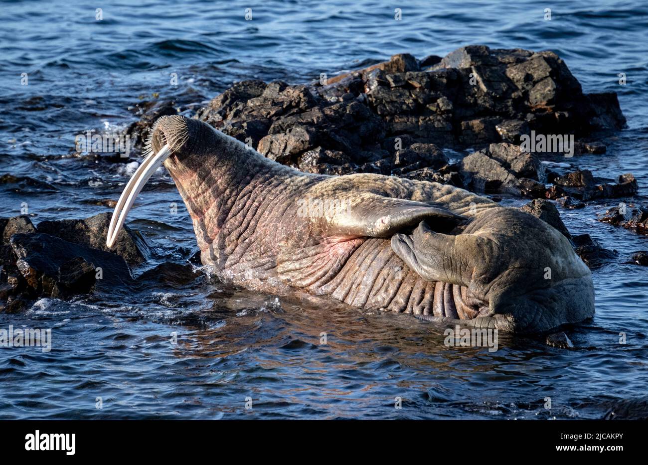 ARILD 2022-06-11After spending the day sleeping loudly snoring the ...