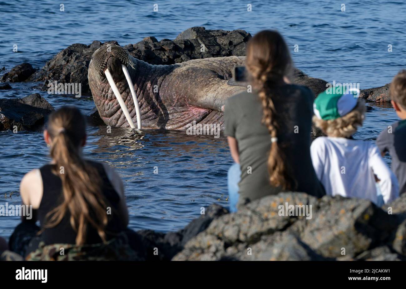 ARILD 2022-06-11After spending the day sleeping loudly snoring the ...