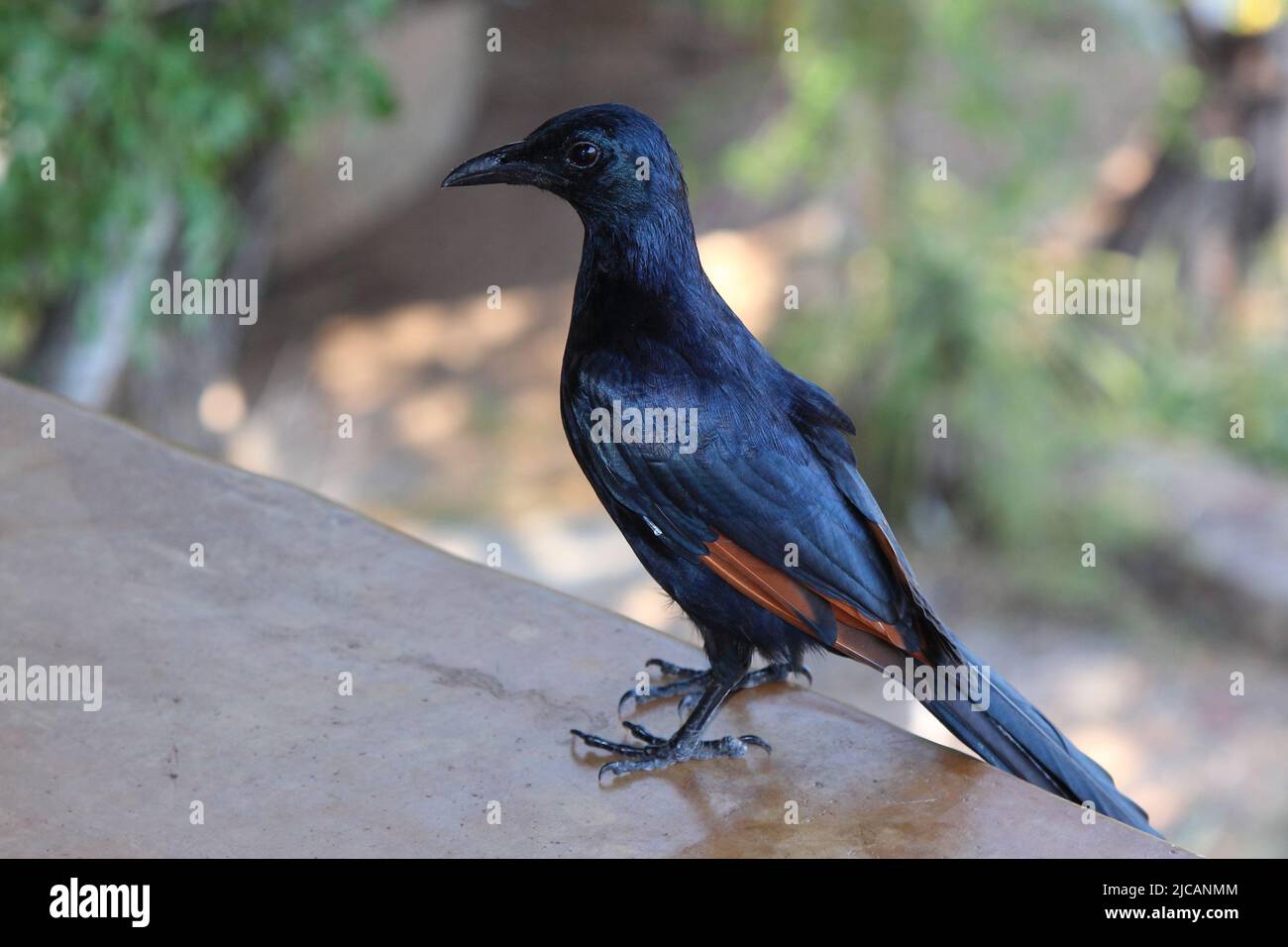 Rotschwingenstar / Red-winged starling / Onychognathus morio Stock ...