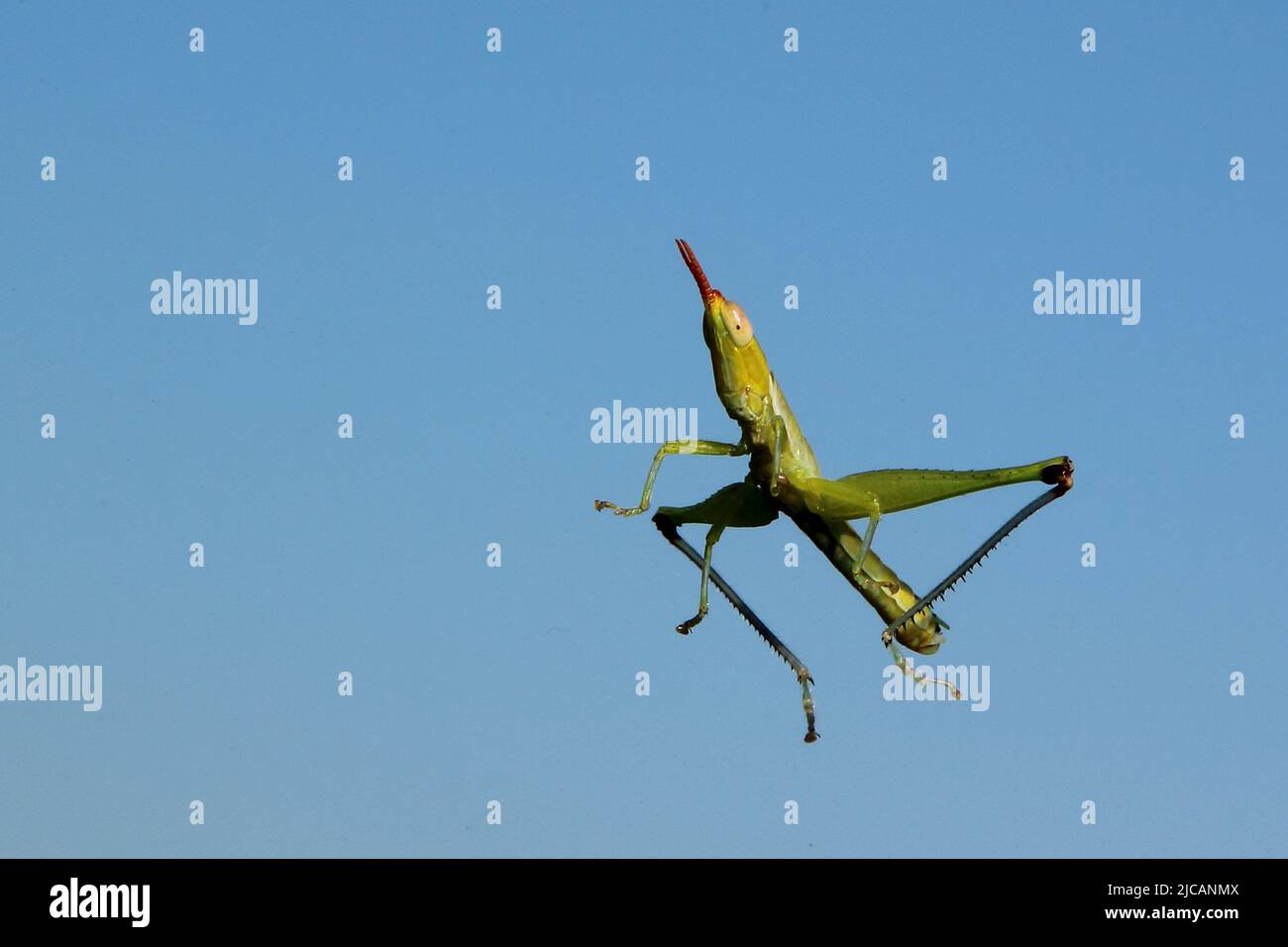 Wingless grasshopper hi-res stock photography and images - Alamy
