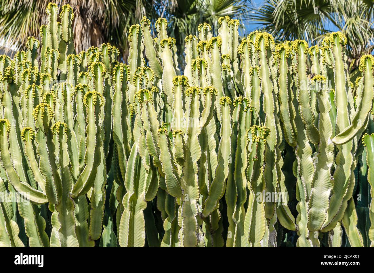 Natural background, detail of African milk tree (Euphorbia trigona ...