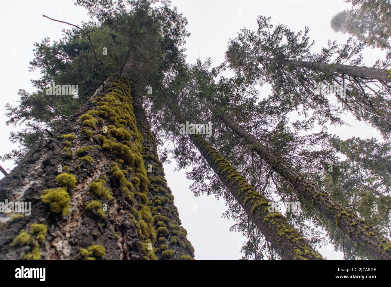 Foggy Sequoia Forest Stock Photo - Alamy