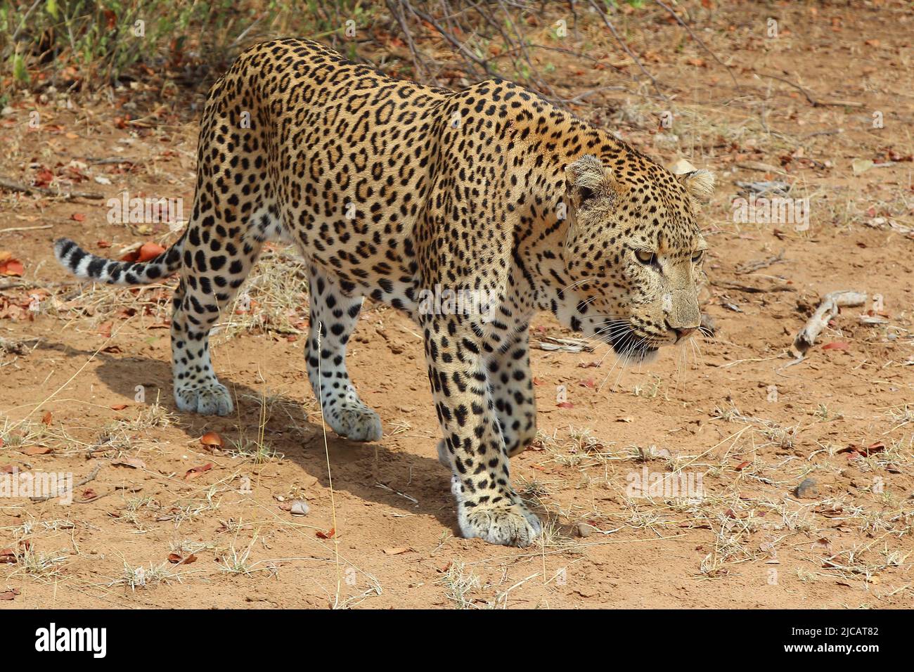 Leopard / Leopard / Panthera pardus Stock Photo - Alamy