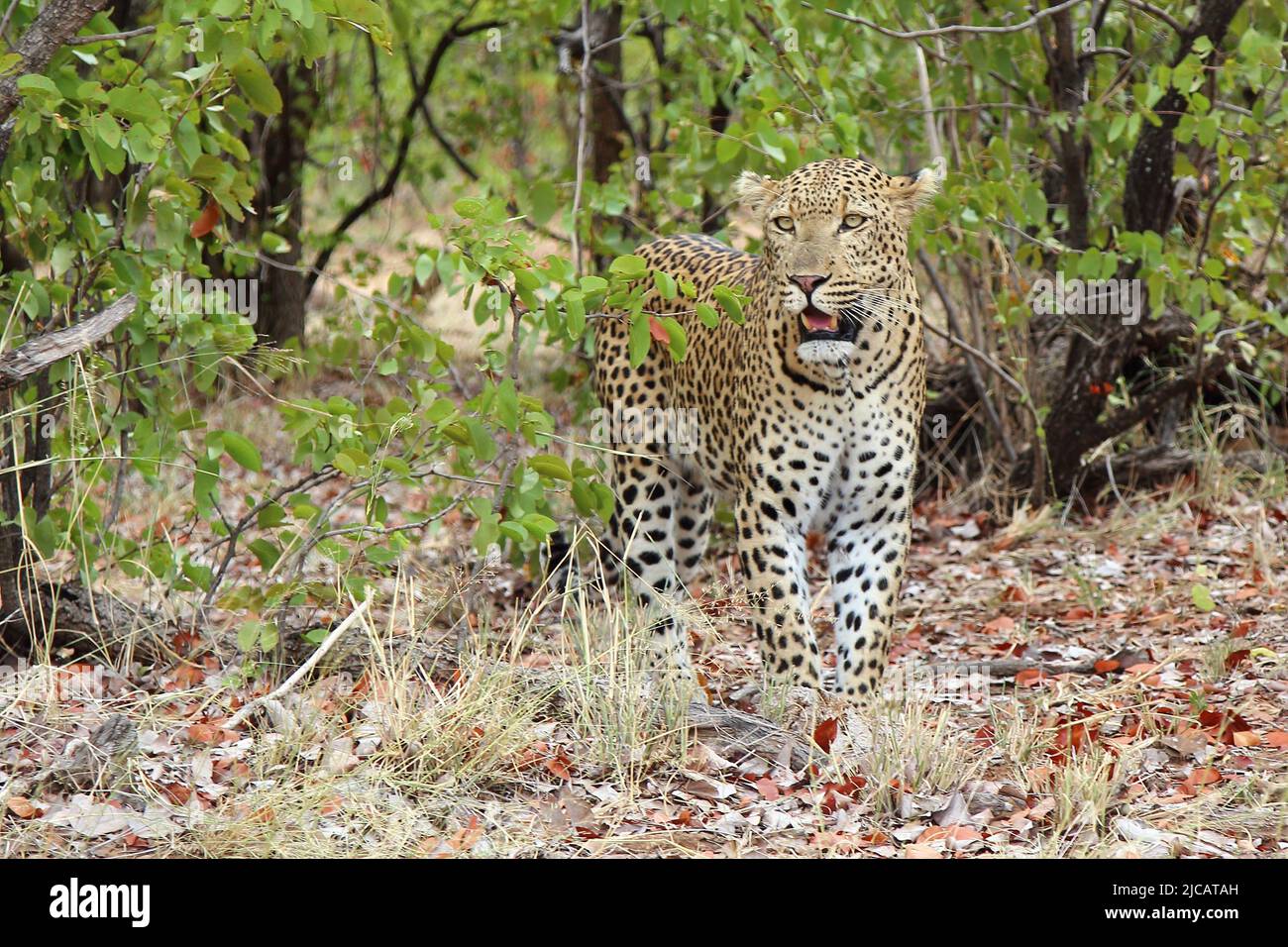 Leopard / Leopard / Panthera pardus Stock Photo - Alamy