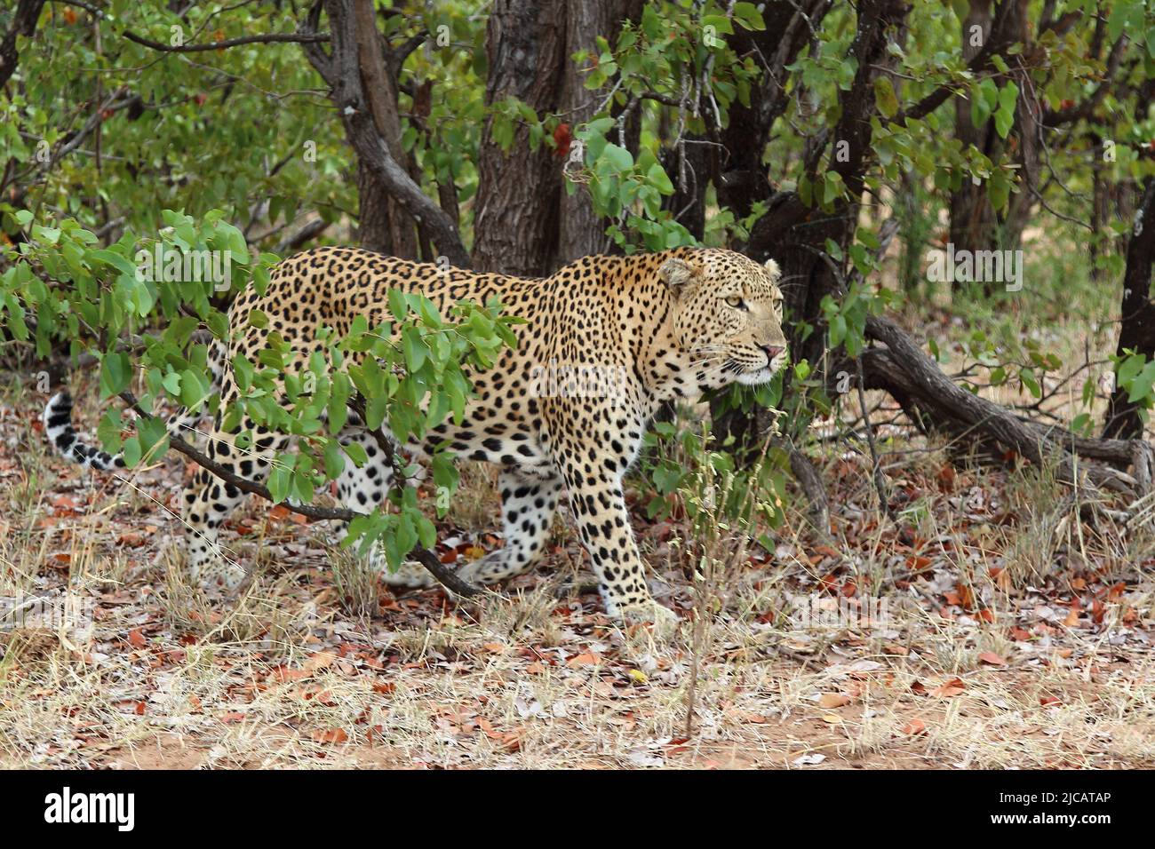 Leopard / Leopard / Panthera pardus Stock Photo - Alamy