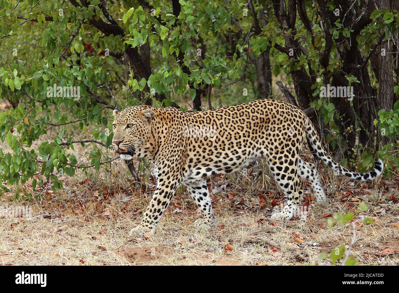 Leopard / Leopard / Panthera pardus Stock Photo - Alamy